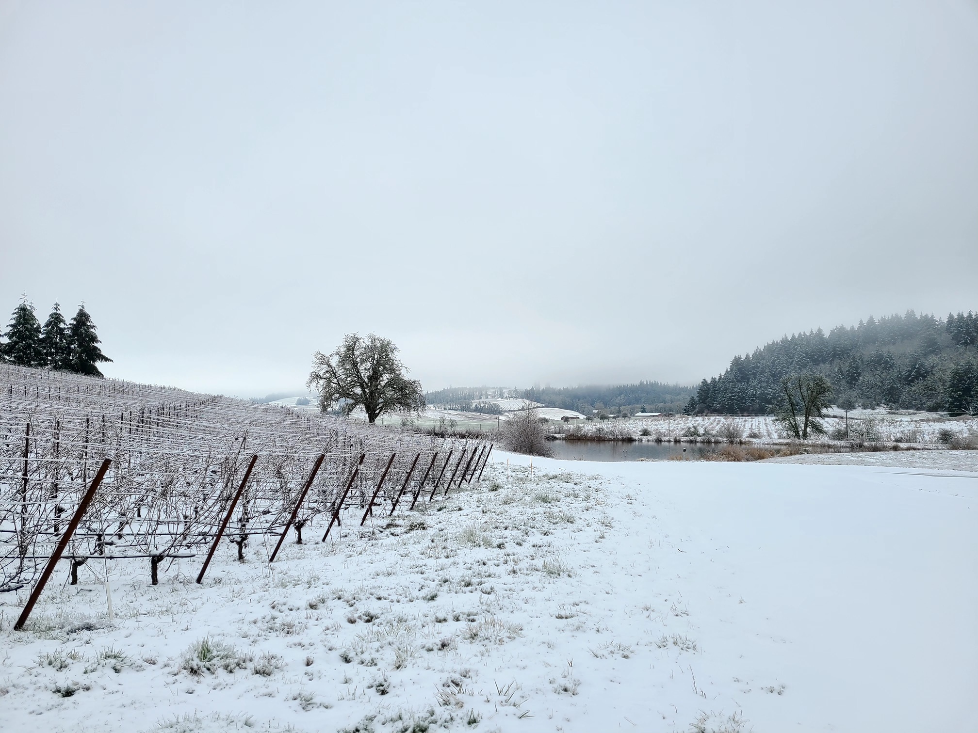 The Four Graces - Willamette Valley Winery