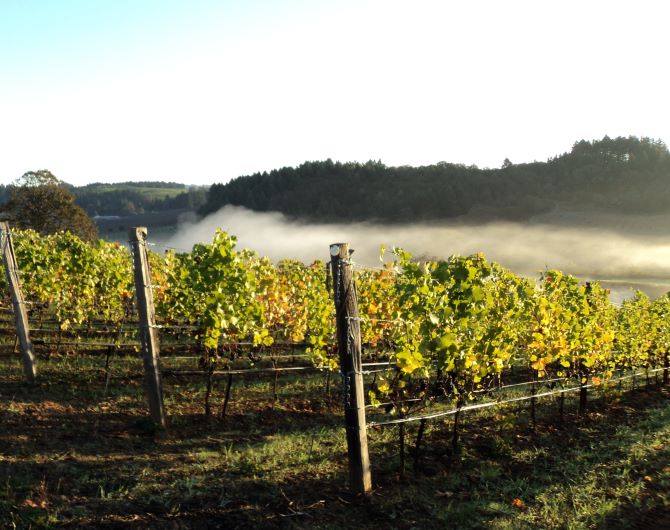 Winemaking Team - The Four Graces