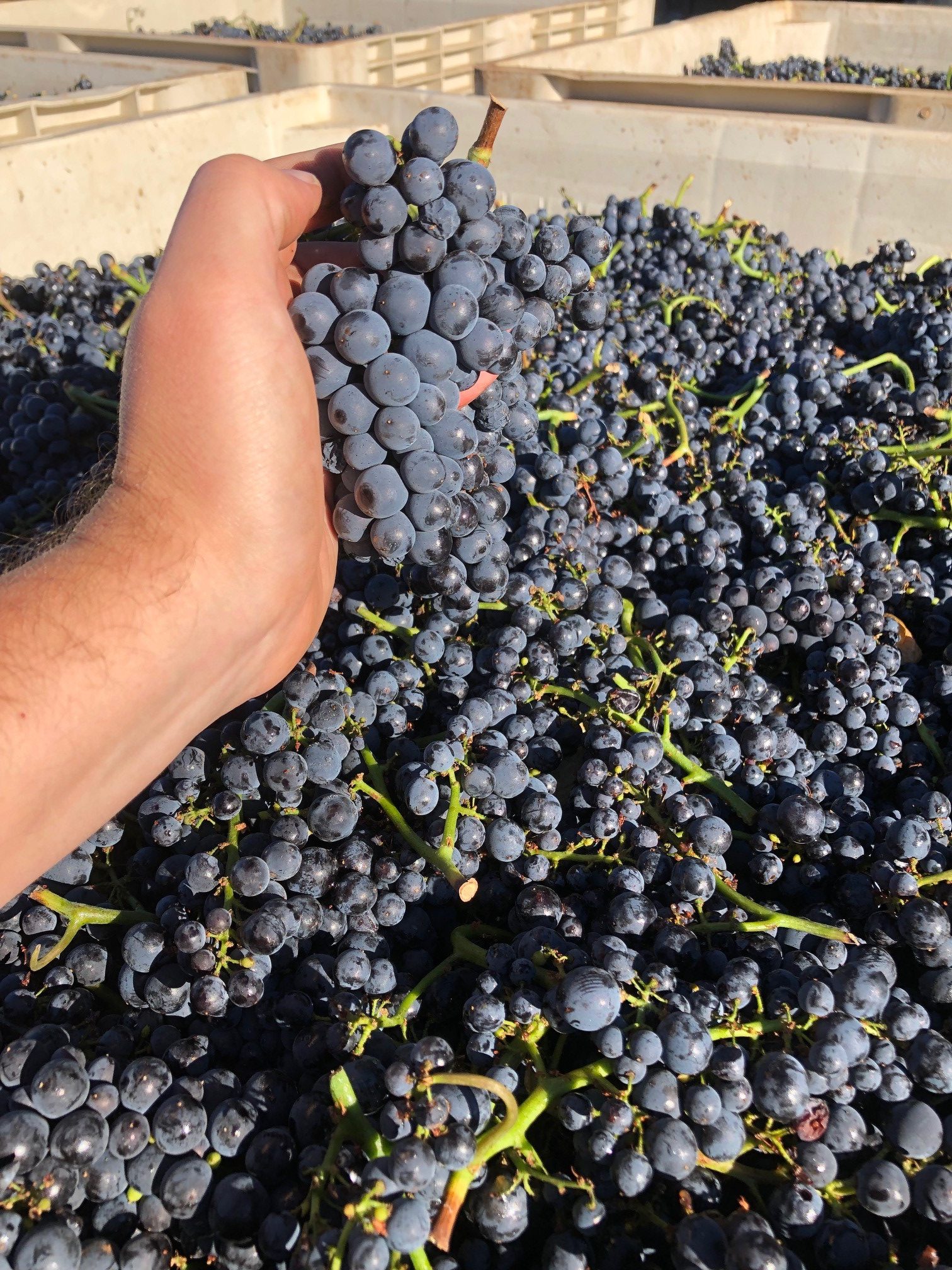 The Four Graces - Willamette Valley Winery