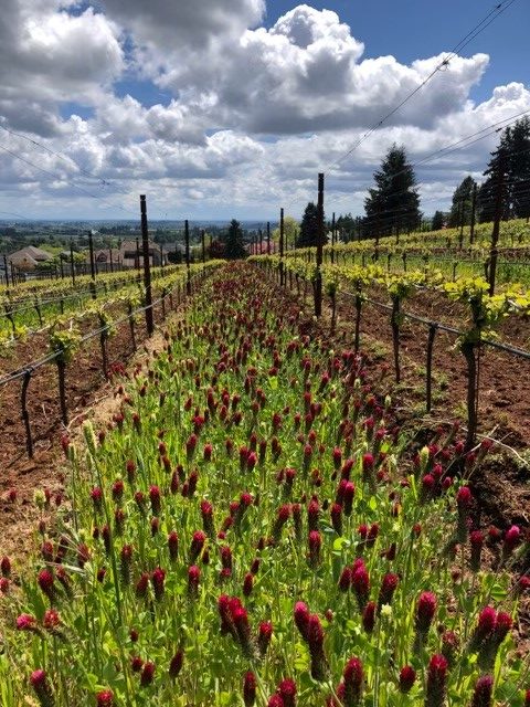 About The Four Graces - The Four Graces