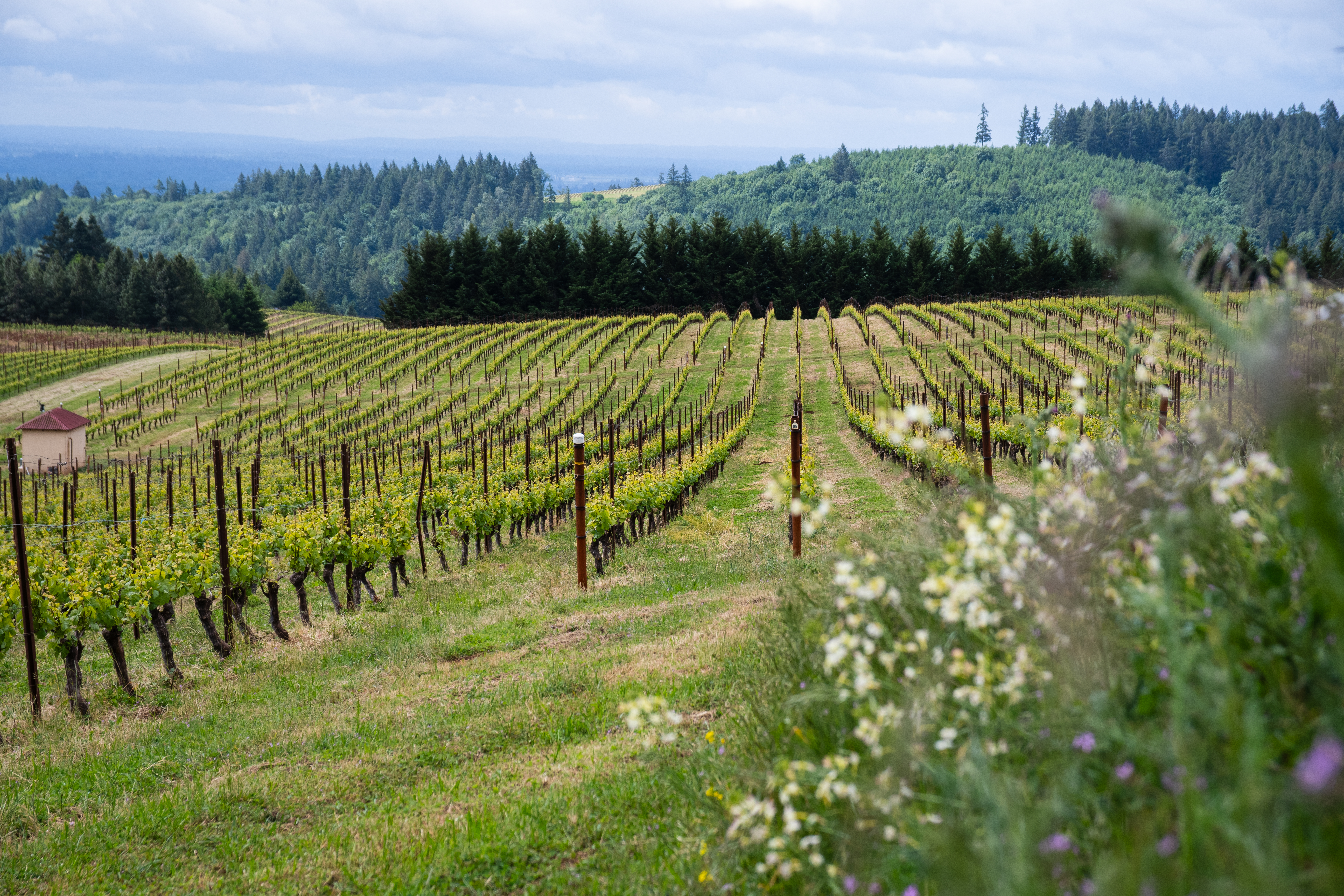 The Four Graces Willamette Valley Pinot Noir - The Four Graces